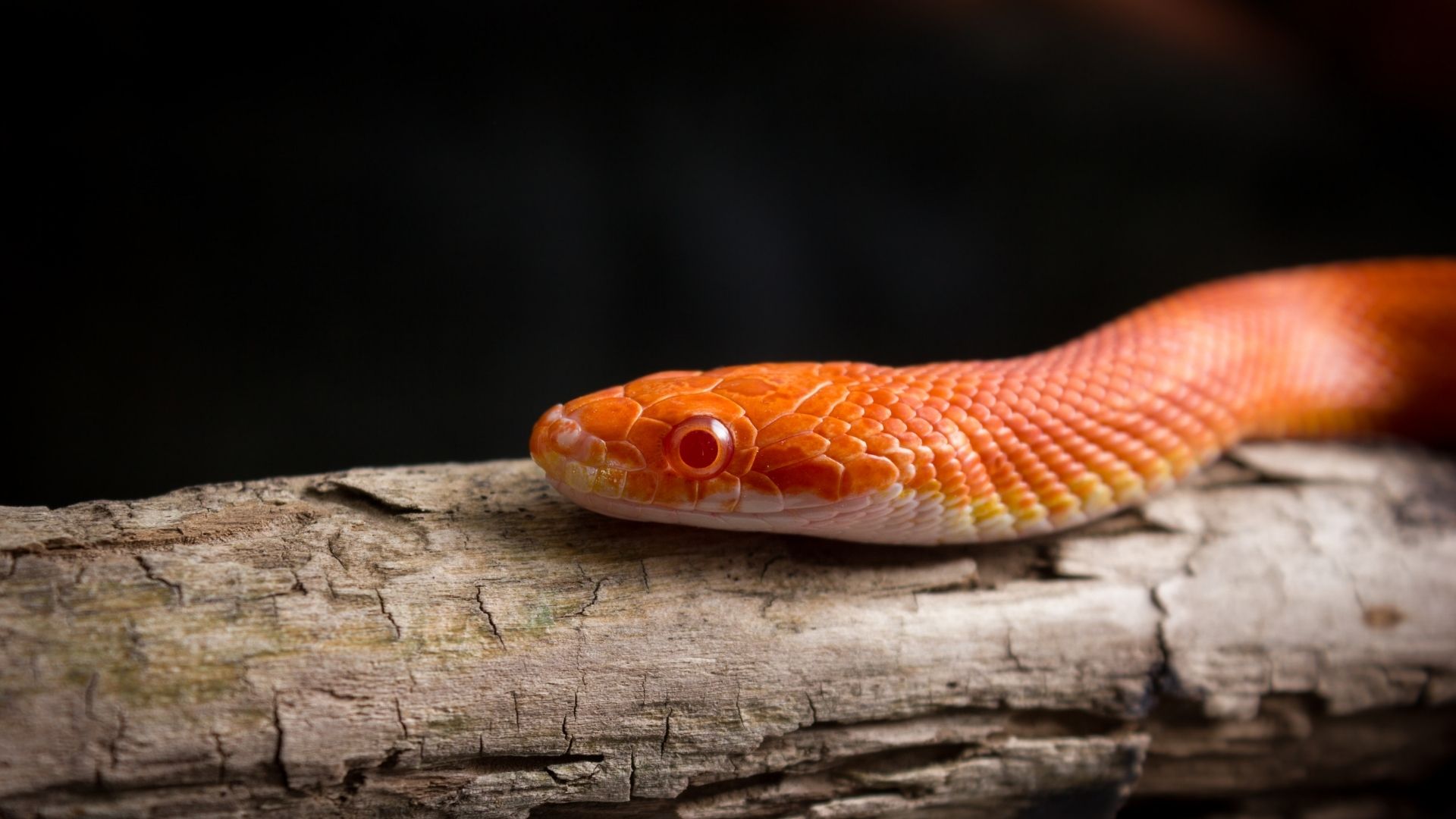 Exotic Pet Services - Animal Hospital at Grayhawk