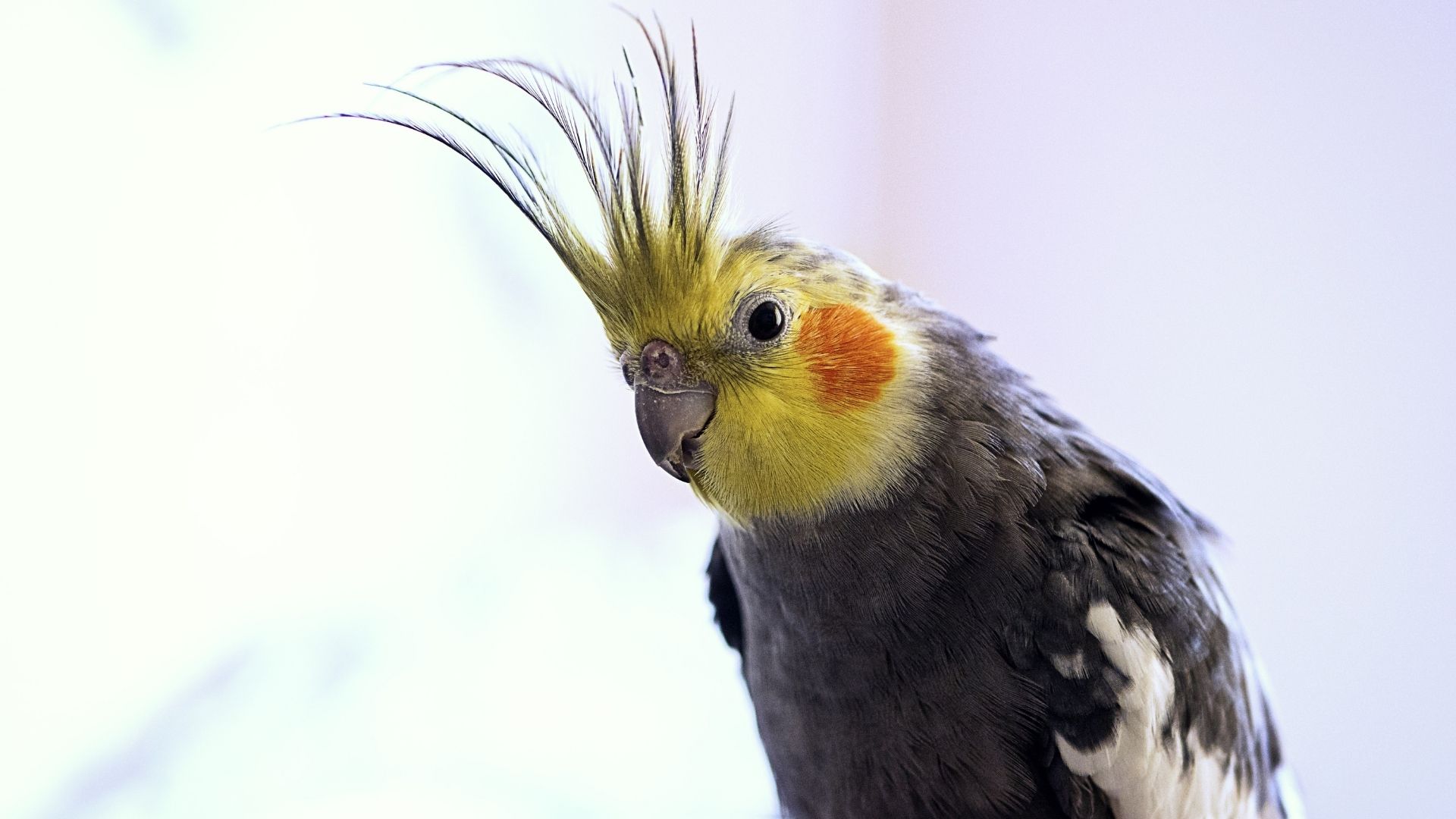 Avian History From - Animal Hospital at Grayhawk